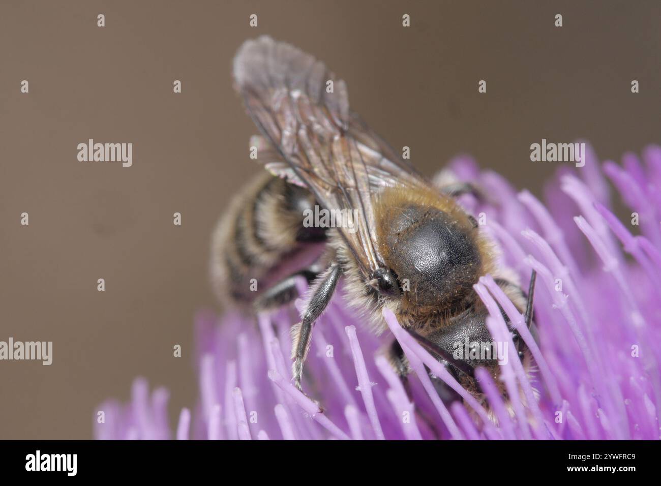 Small Mason Bees (Hoplitis Stock Photo - Alamy
