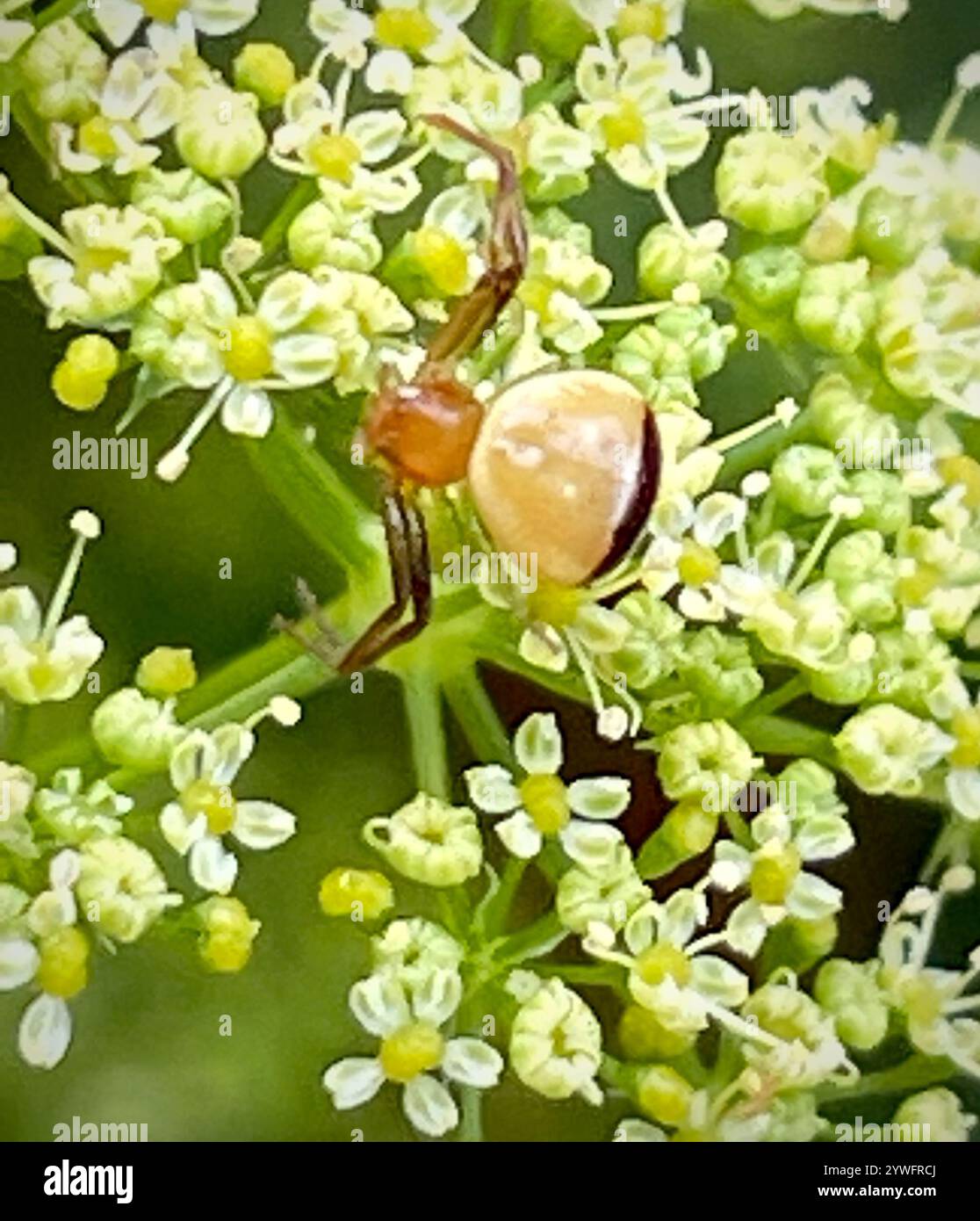 Black-banded Crab Spider (Synema parvulum Stock Photo - Alamy