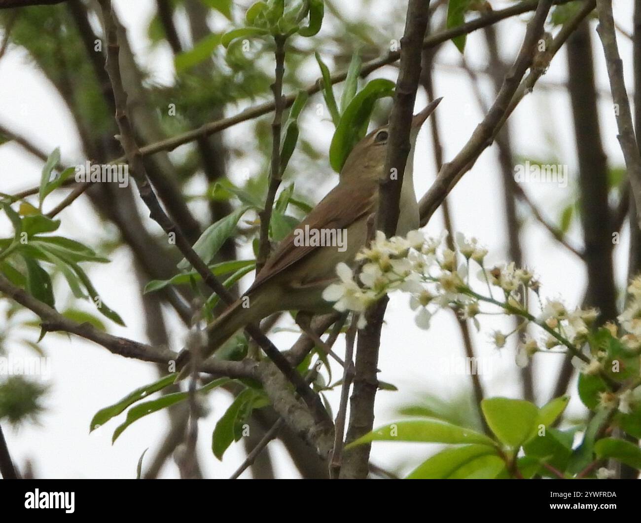Blyth's Reed Warbler (Acrocephalus dumetorum Stock Photo - Alamy