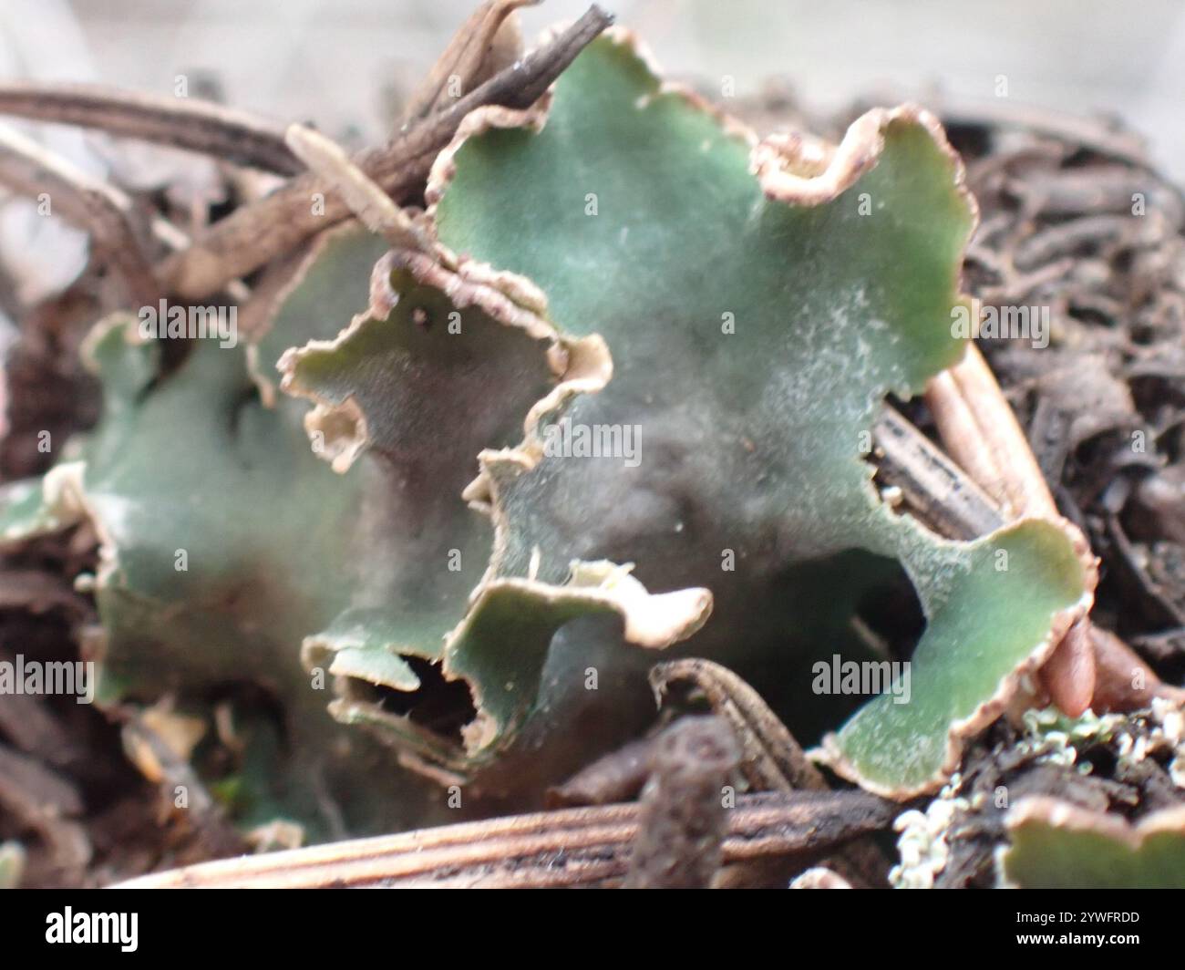 tree pelt lichen (Peltigera collina Stock Photo - Alamy