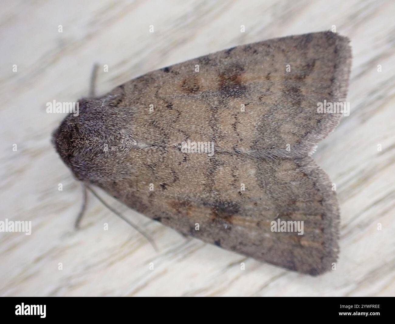Mottled Rustic (Caradrina morpheus Stock Photo - Alamy