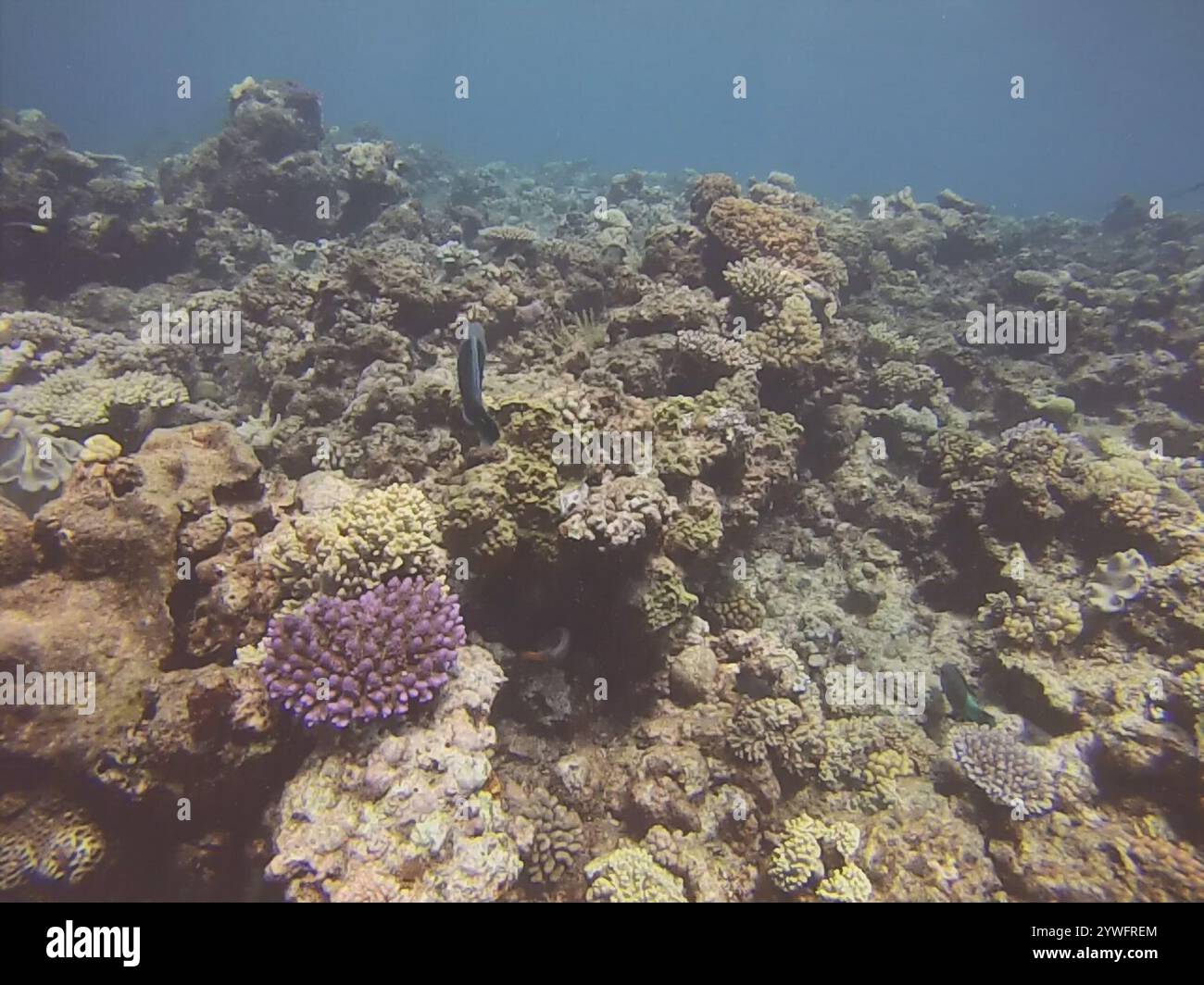 Ray-finned Fishes (Actinopterygii Stock Photo - Alamy