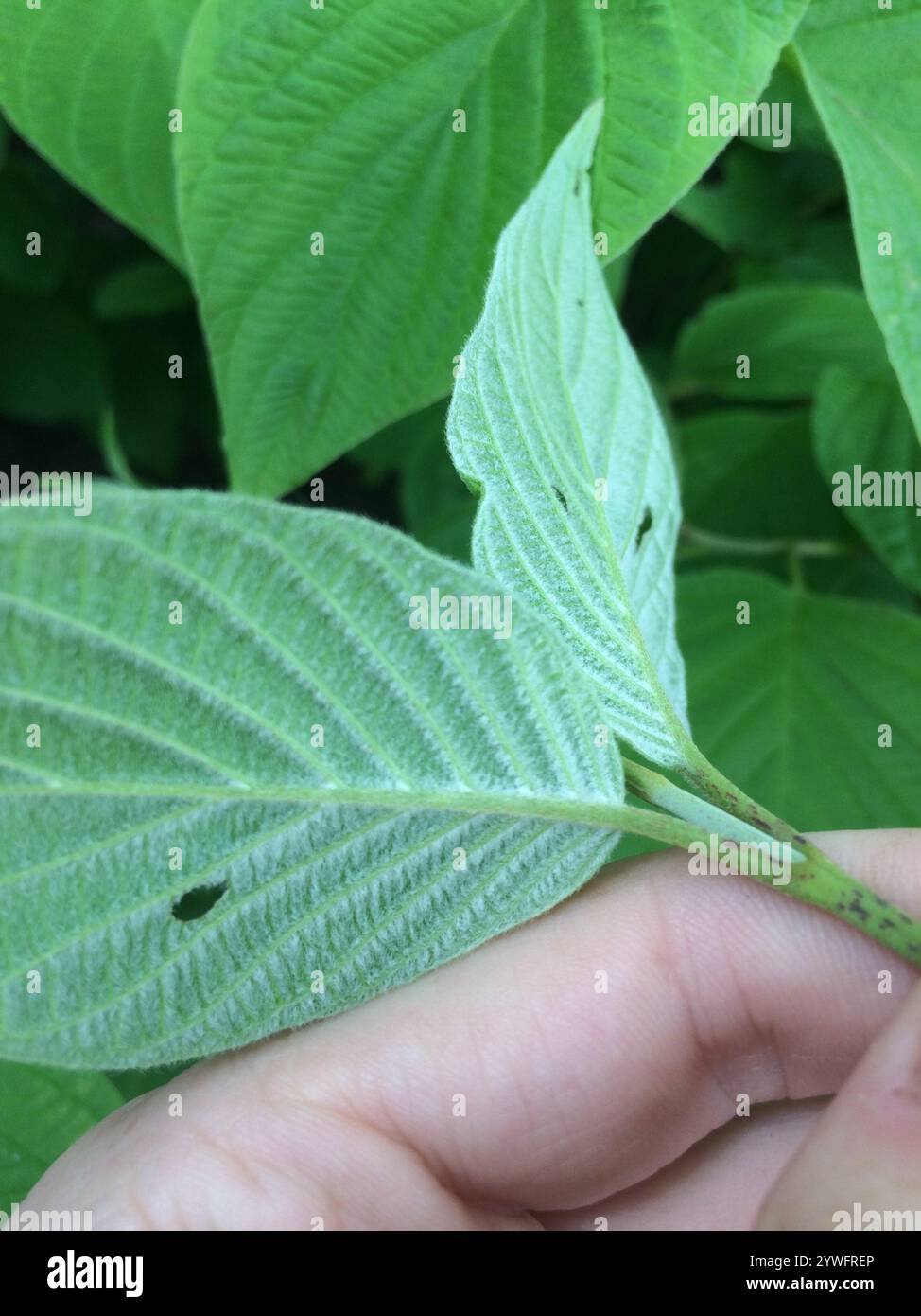 Round-leaved Dogwood (Cornus rugosa Stock Photo - Alamy