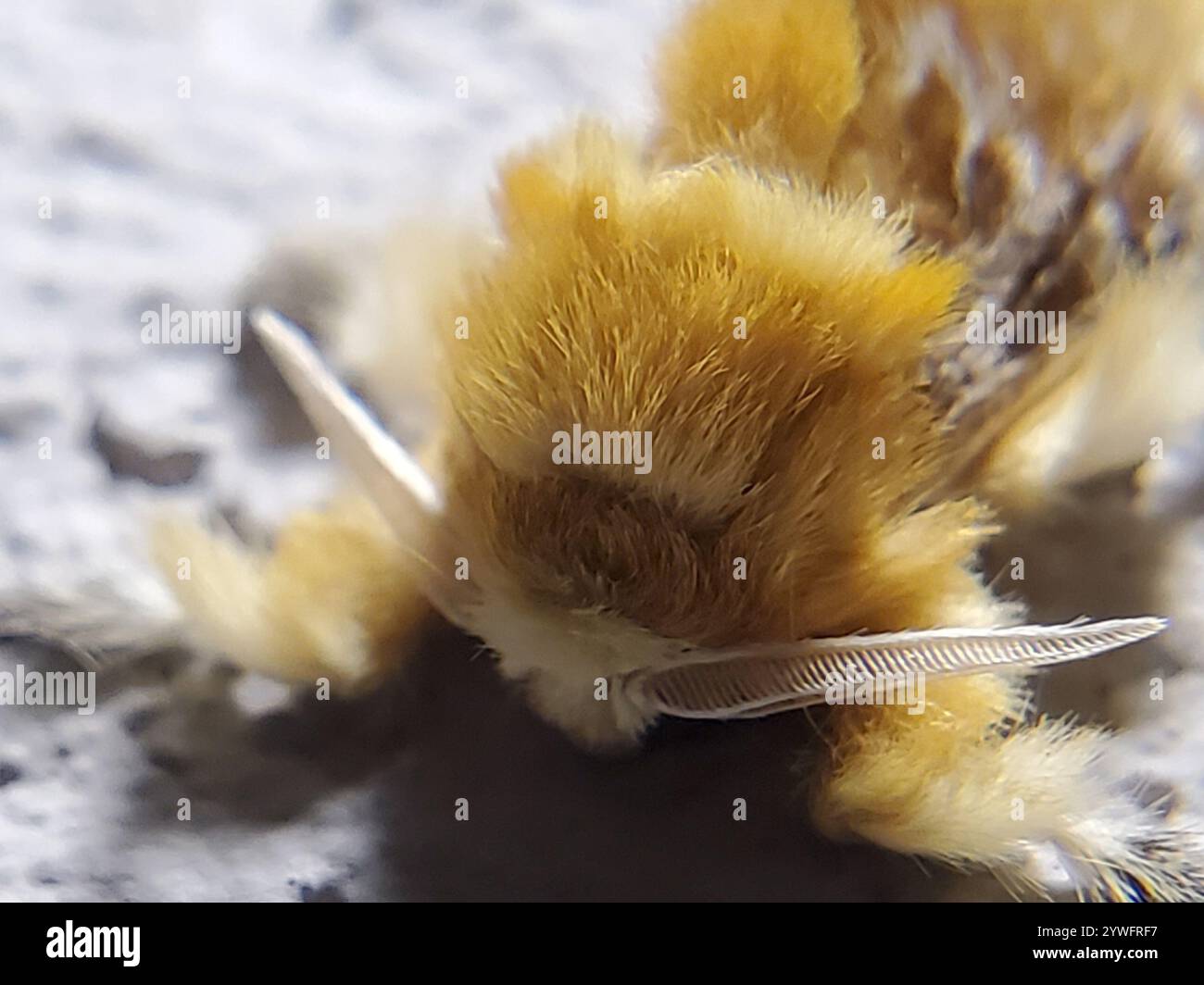 Southern Flannel Moth (Megalopyge opercularis Stock Photo - Alamy