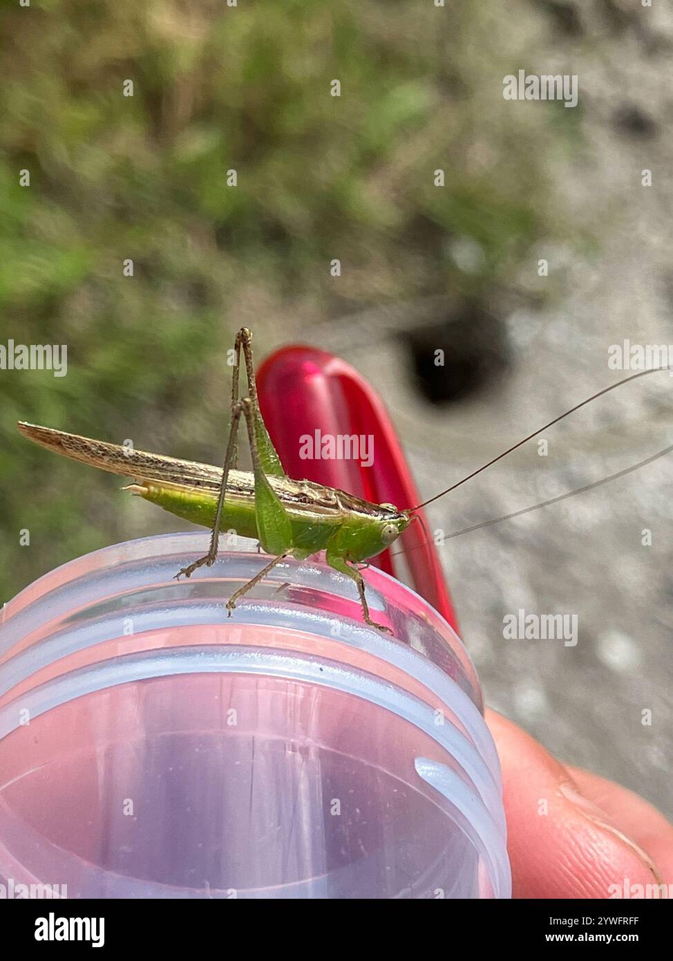 Spotted Meadow Katydid (Conocephalus maculatus Stock Photo - Alamy