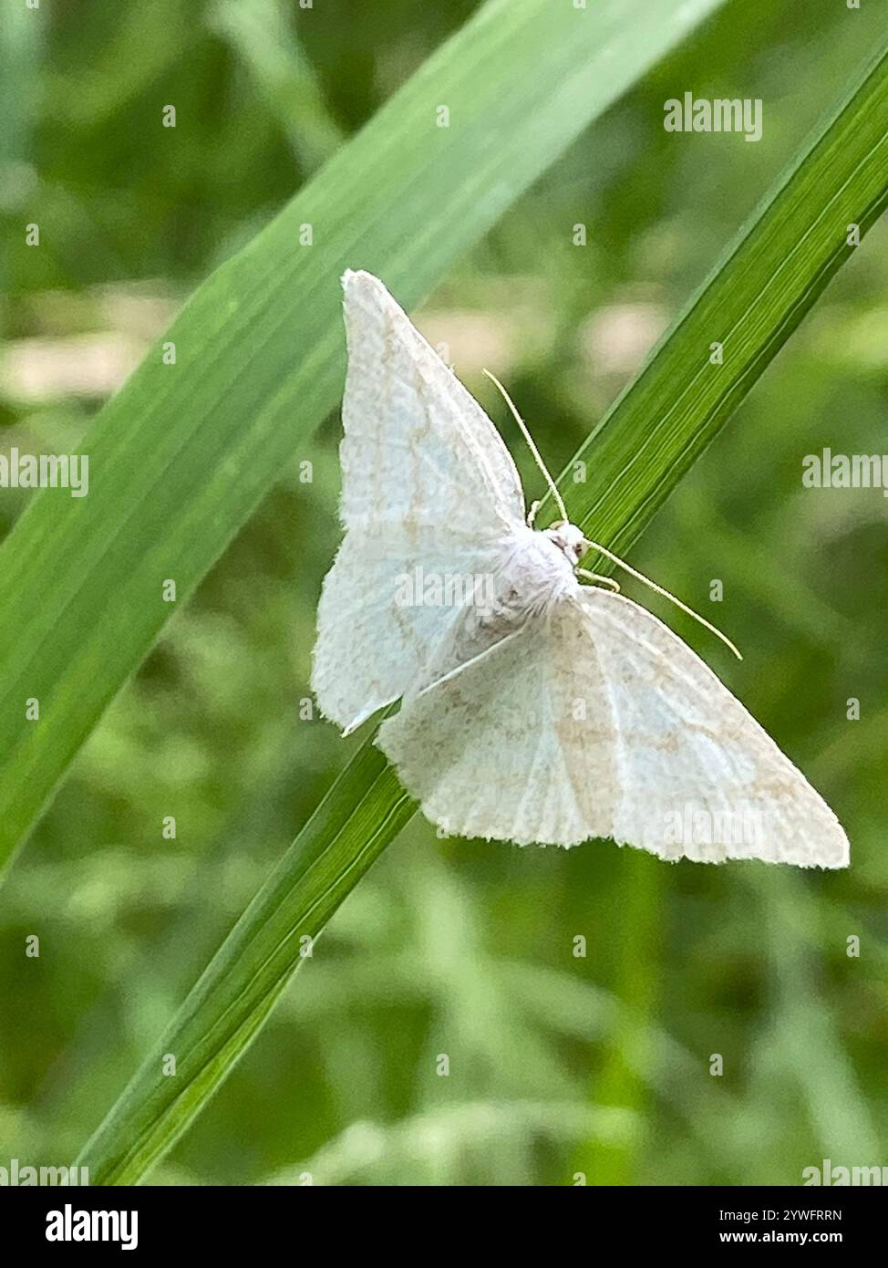 Common White Wave (Cabera pusaria Stock Photo - Alamy