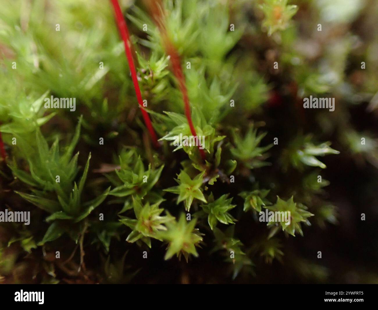 Long-leaved Thread Moss (Ptychostomum pseudotriquetrum Stock Photo - Alamy
