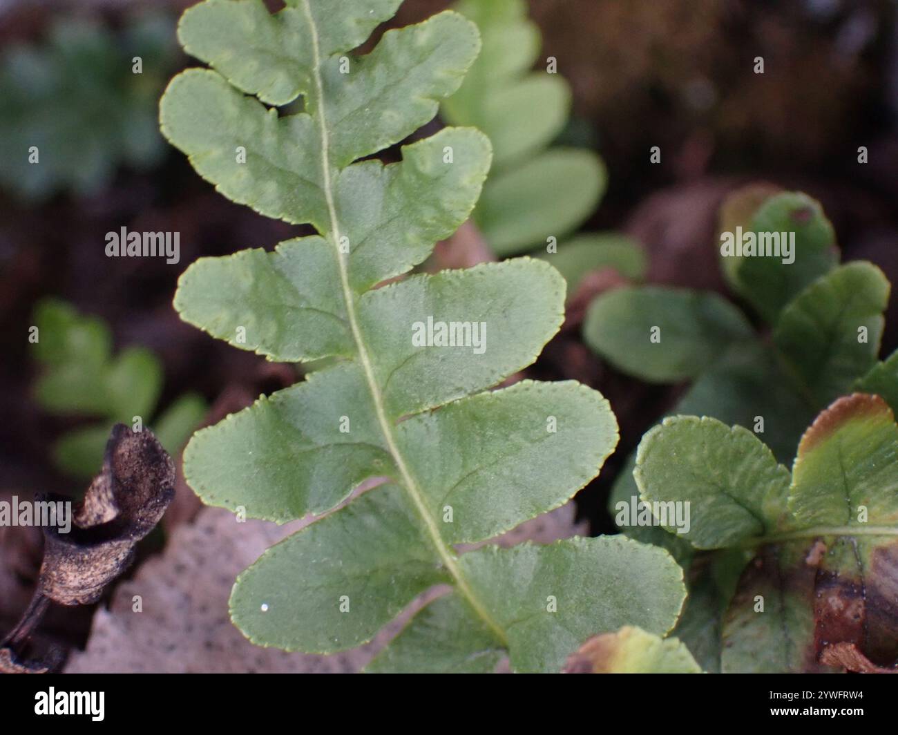 western polypody (Polypodium hesperium Stock Photo - Alamy
