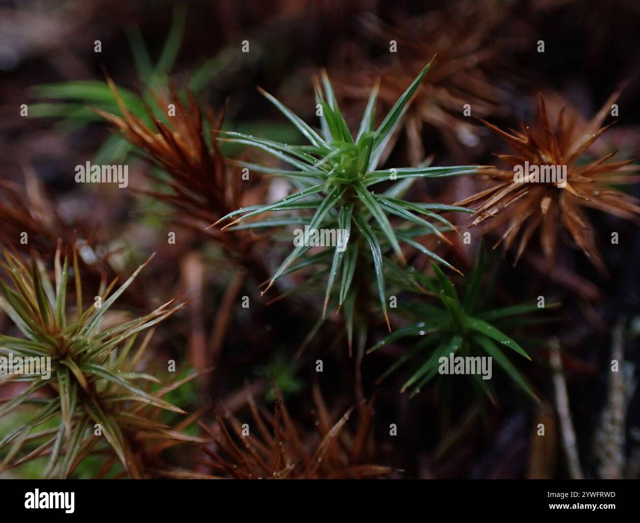 juniper haircap moss (Polytrichum juniperinum Stock Photo - Alamy
