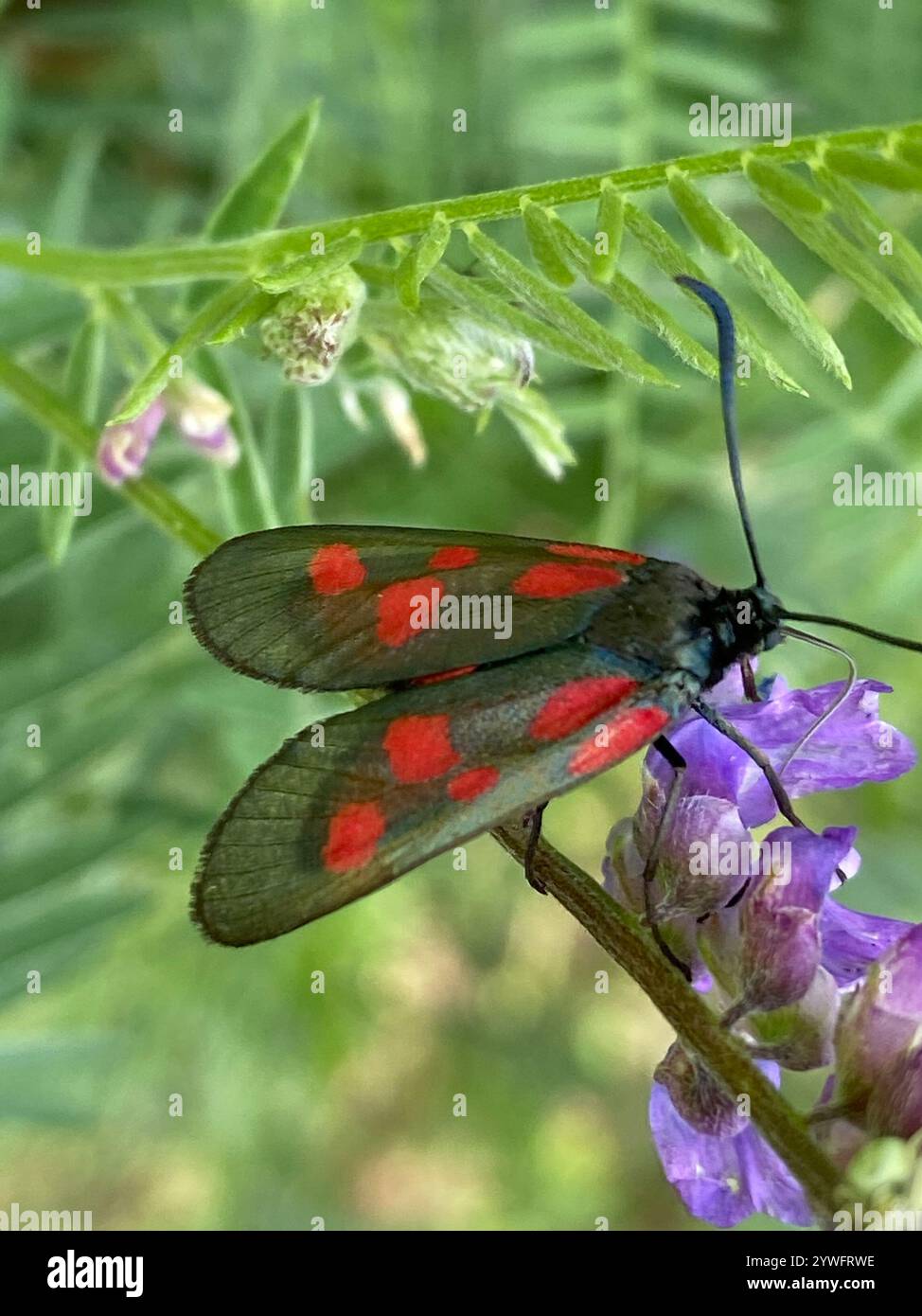 New Forest Burnet (Zygaena viciae Stock Photo - Alamy