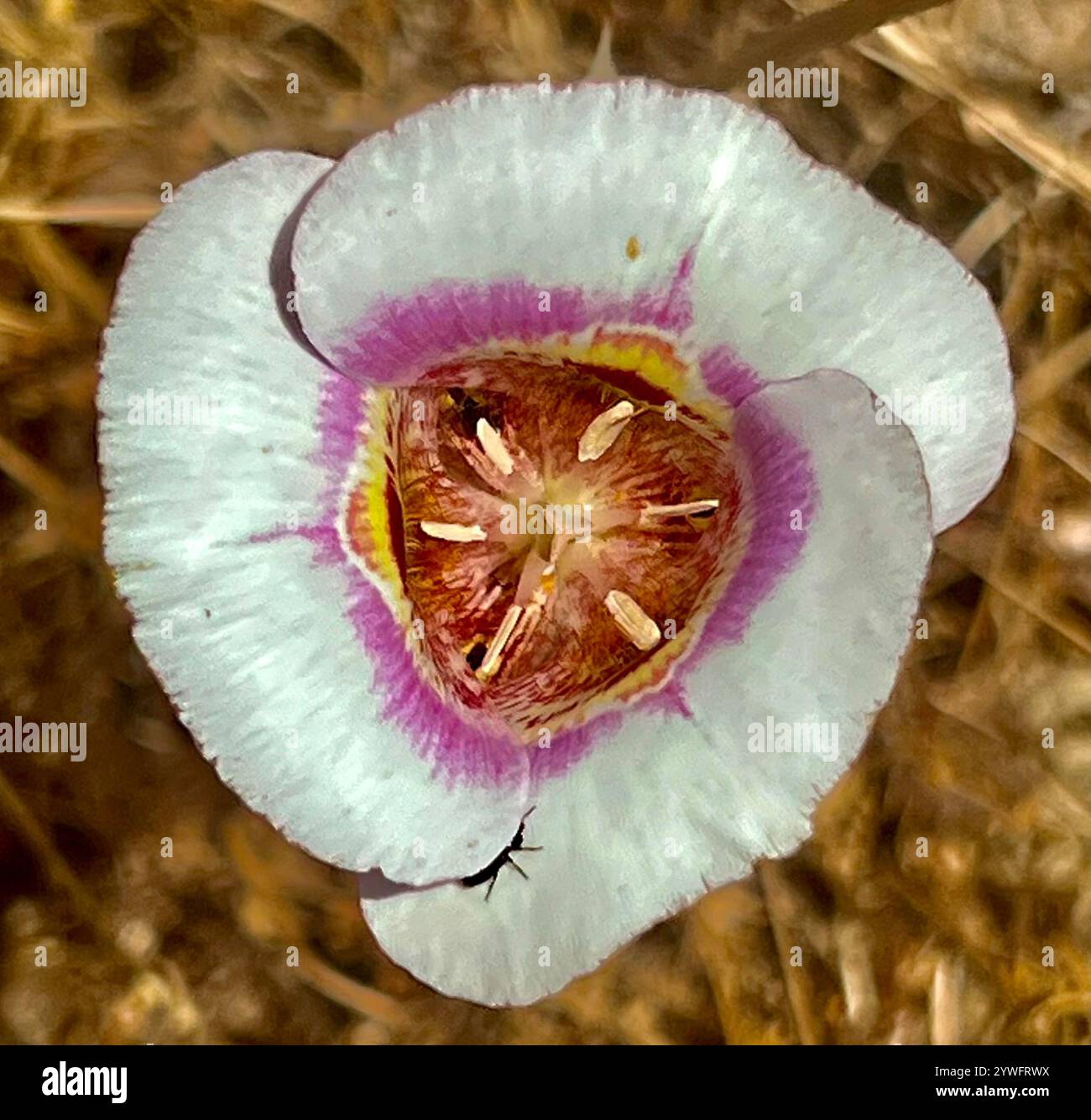 clay mariposa lily (Calochortus argillosus Stock Photo - Alamy