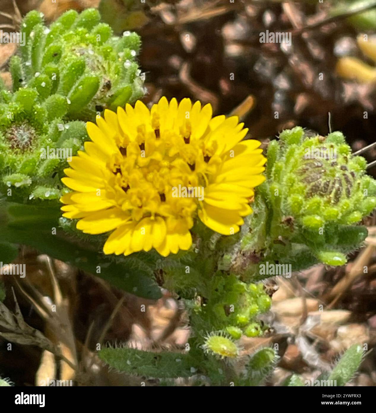 Coastal Tarweed (Deinandra corymbosa Stock Photo - Alamy