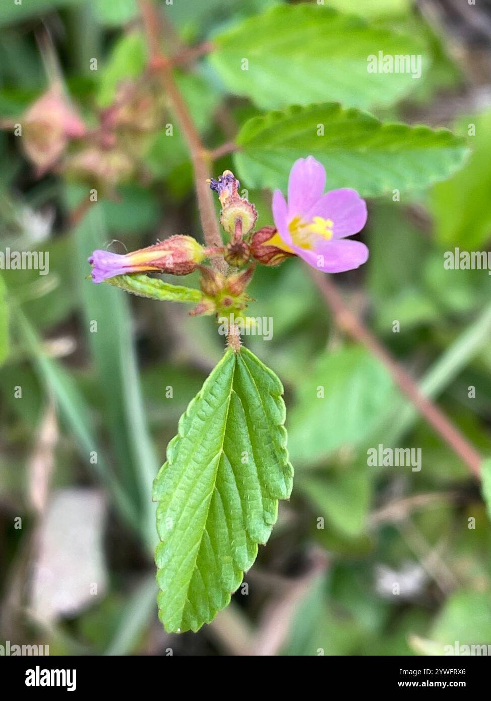 Pyramid Flower (Melochia pyramidata Stock Photo - Alamy