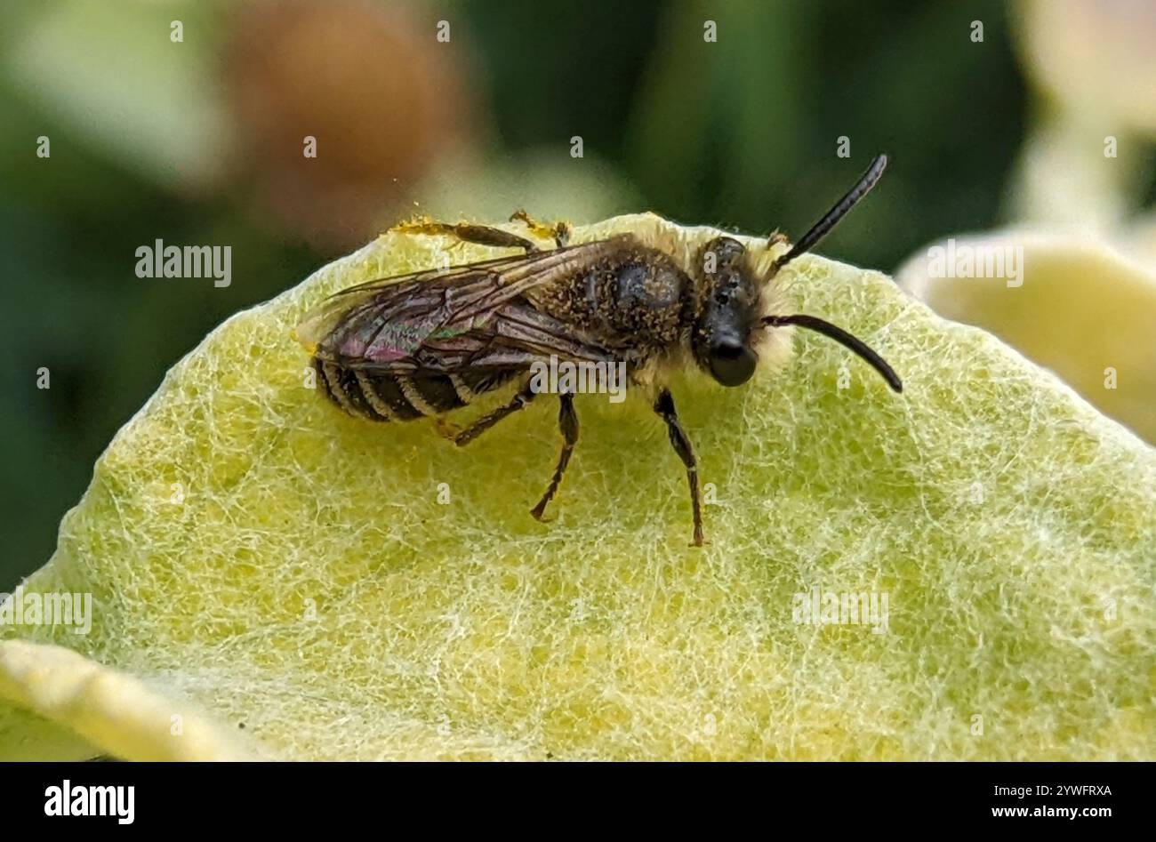 Mining Bees (Andrena Stock Photo - Alamy