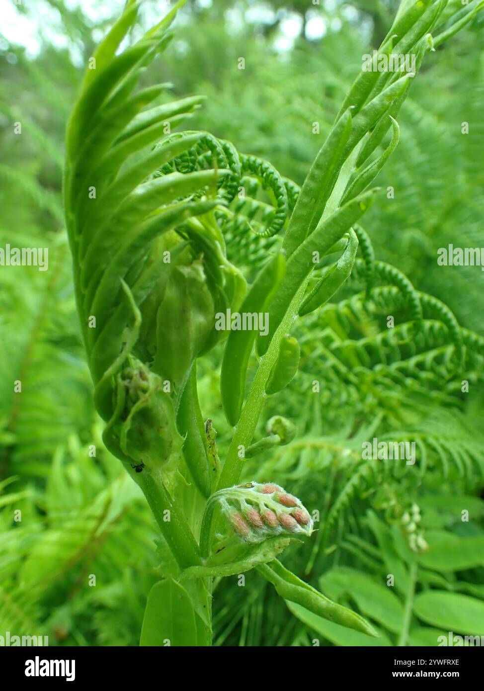 giant vetch (Vicia gigantea Stock Photo - Alamy