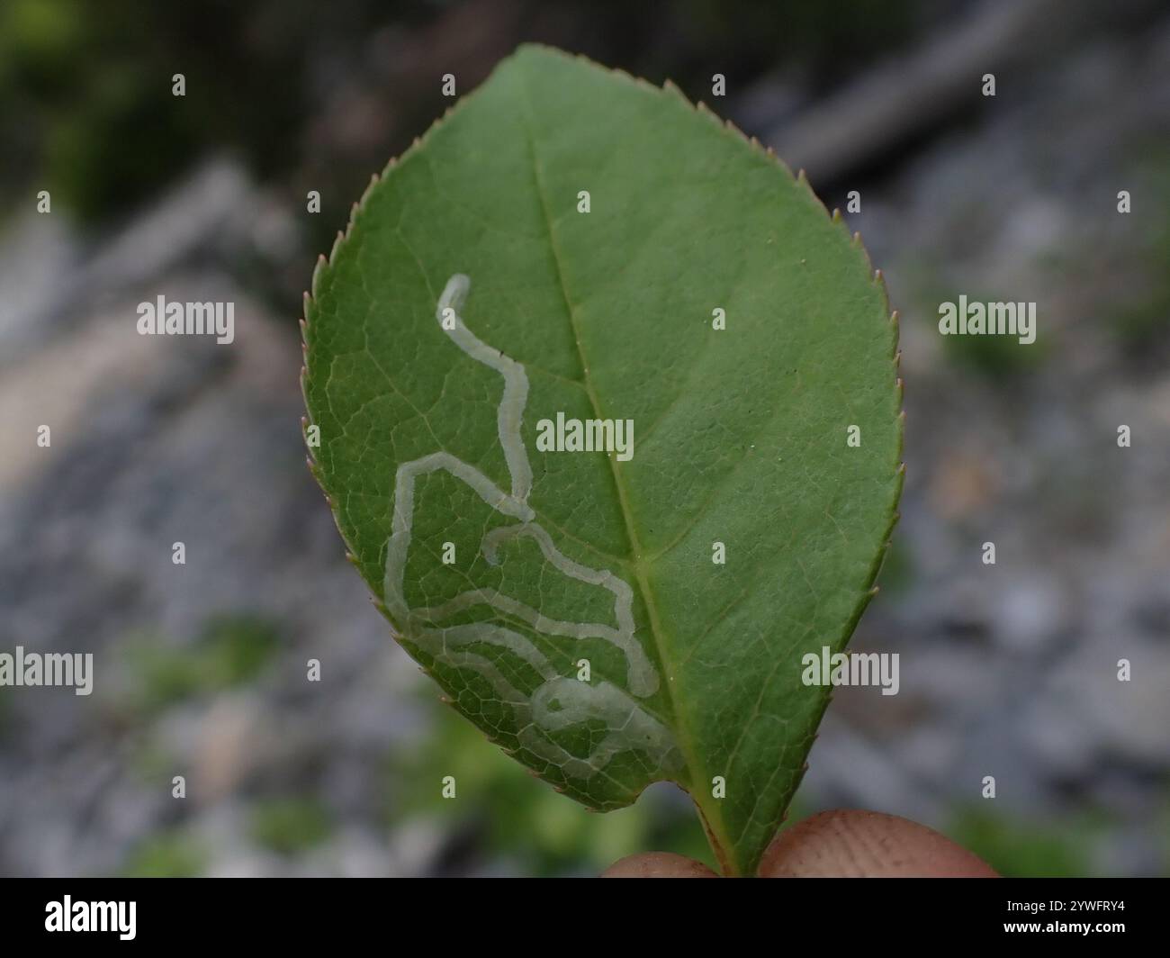 Leaf Blotch Miner Moths (Gracillariidae Stock Photo - Alamy