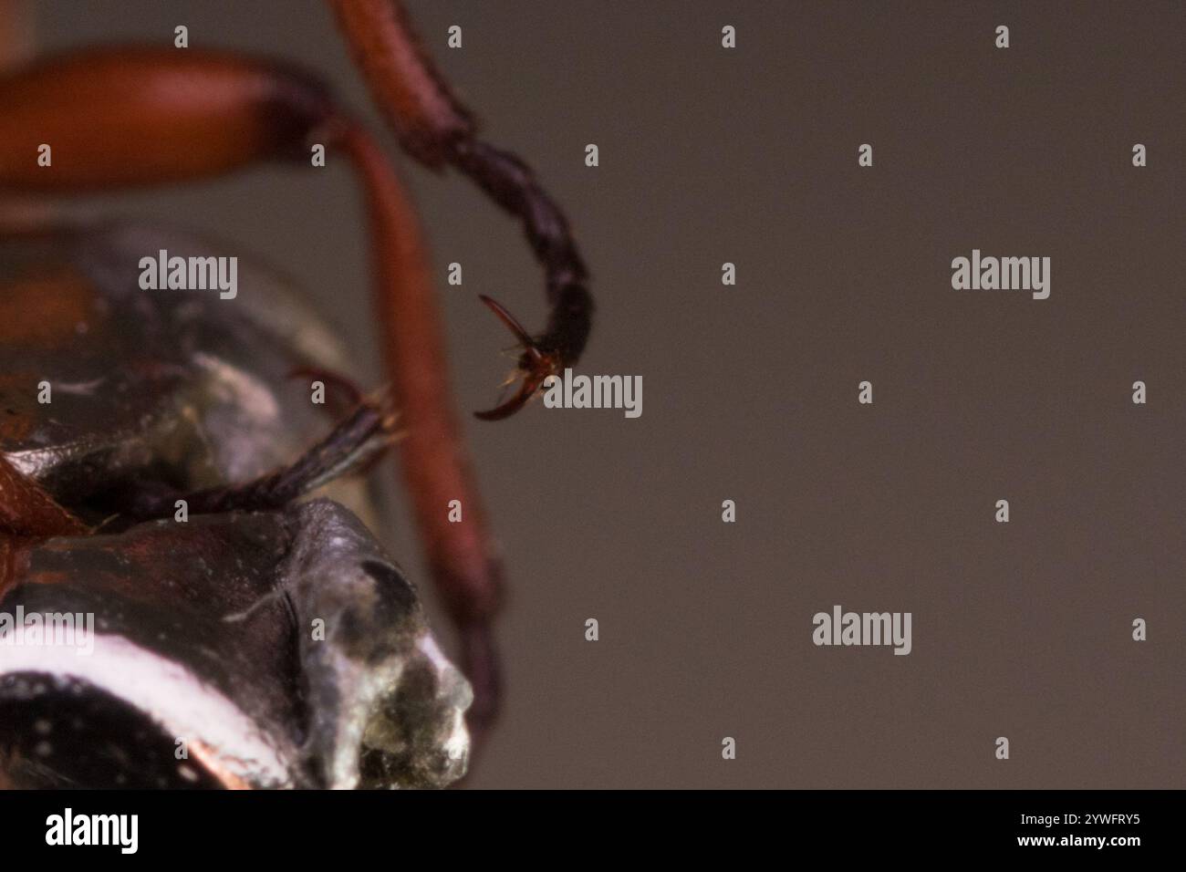 green click beetle (Selatosomus aeneus Stock Photo - Alamy