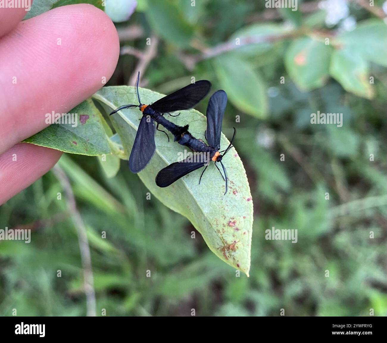 Grapeleaf Skeletonizer Moth (Harrisina americana Stock Photo - Alamy