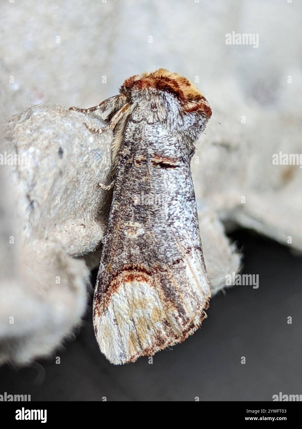 Buff-tip (Phalera bucephala Stock Photo - Alamy