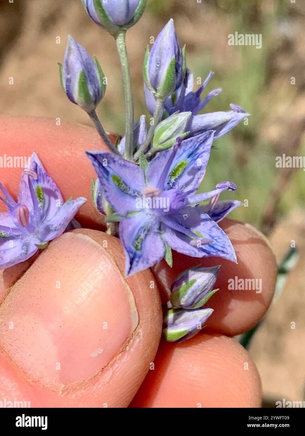 whitestem frasera (Frasera albicaulis Stock Photo - Alamy