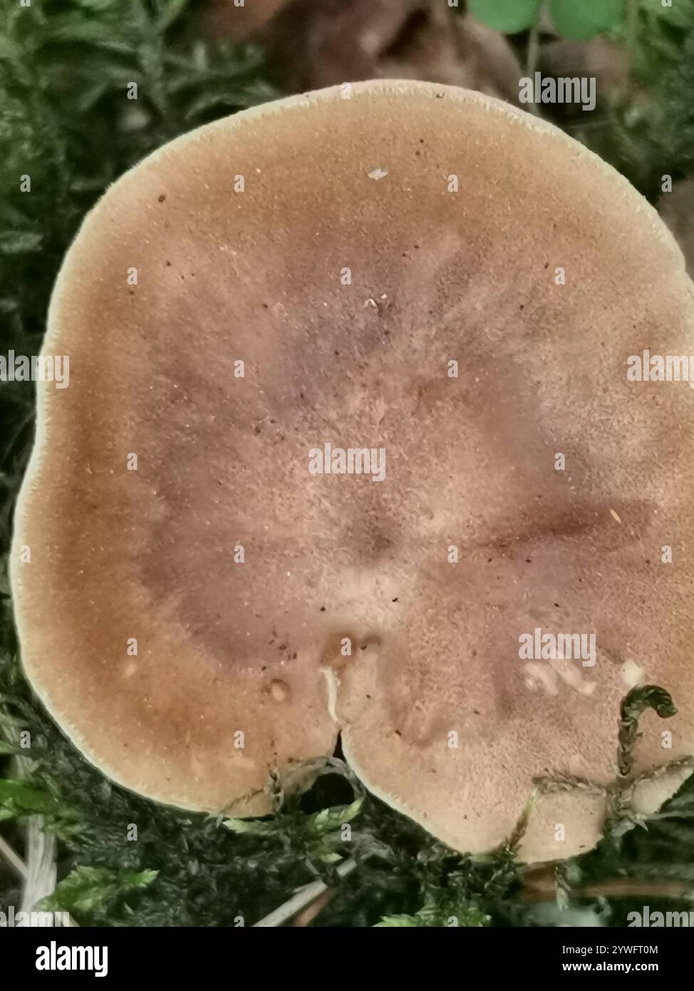Lentinus substrictus hi-res stock photography and images - Alamy