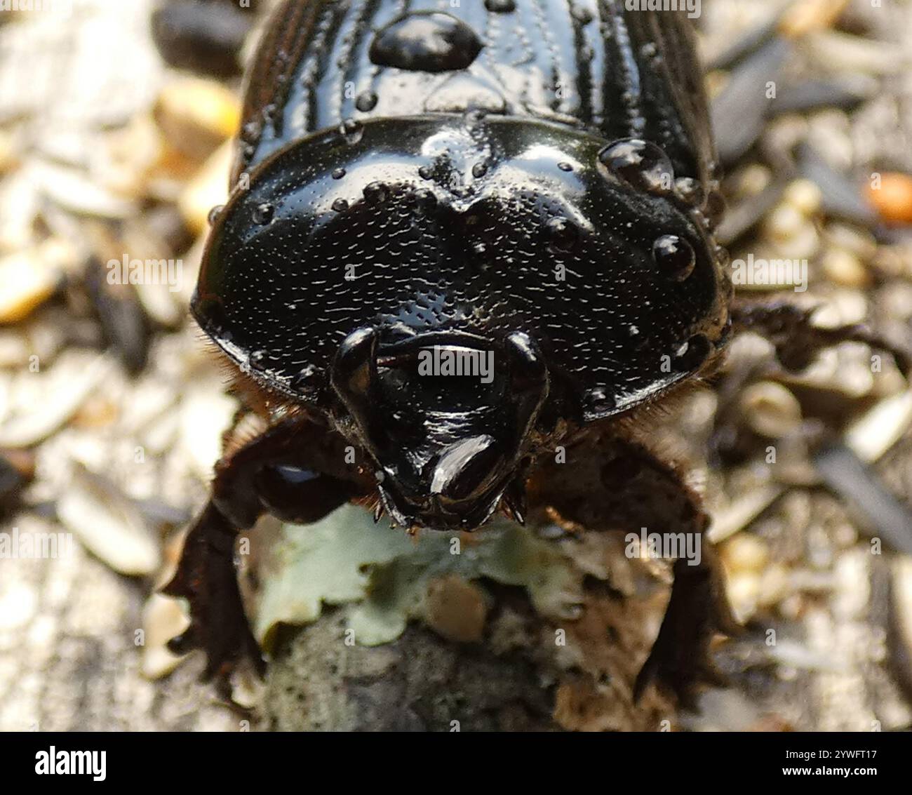 Triceratops Beetle (Phileurus truncatus Stock Photo - Alamy