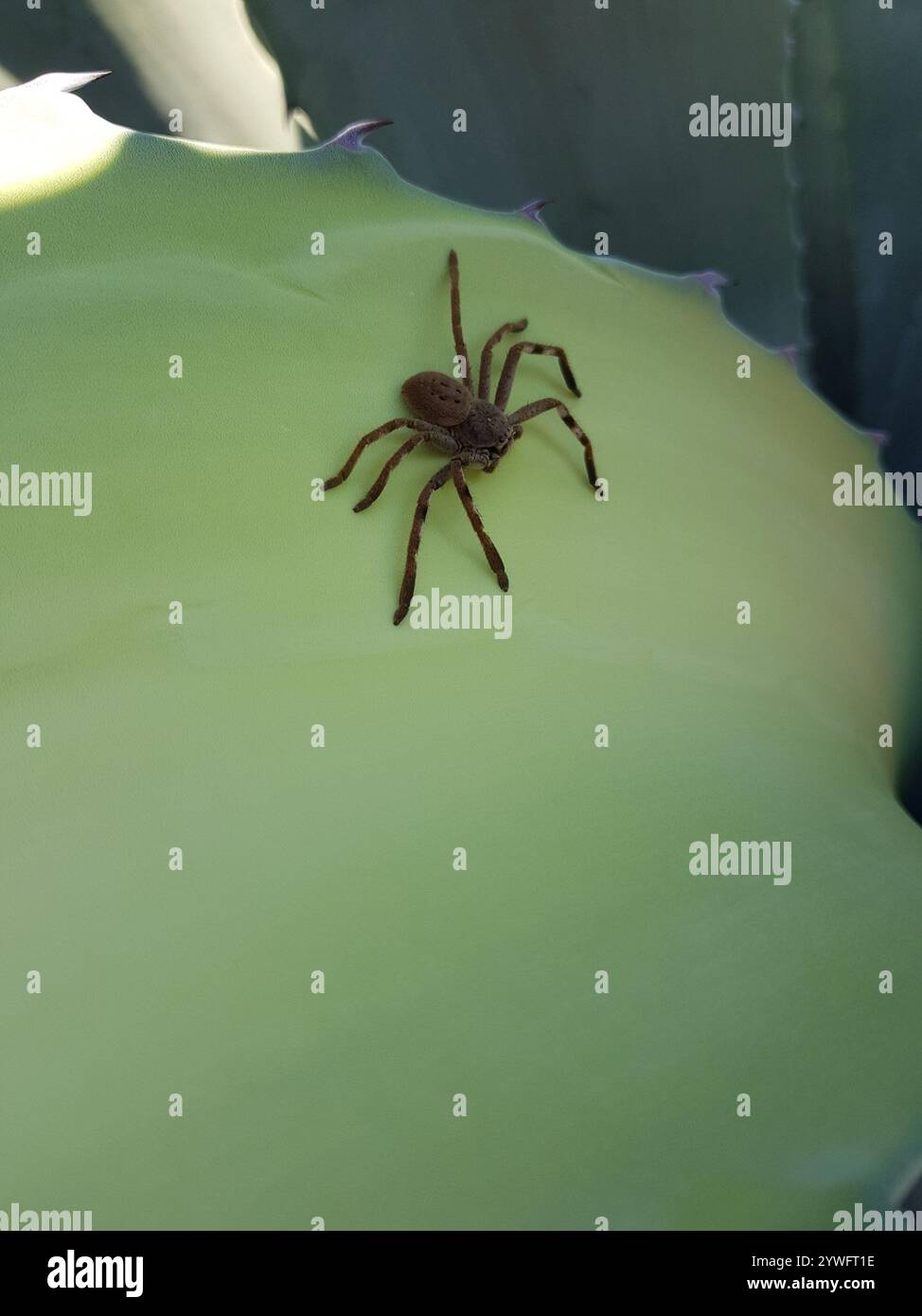 Cinnamon Huntsman (Isopedella leai Stock Photo - Alamy
