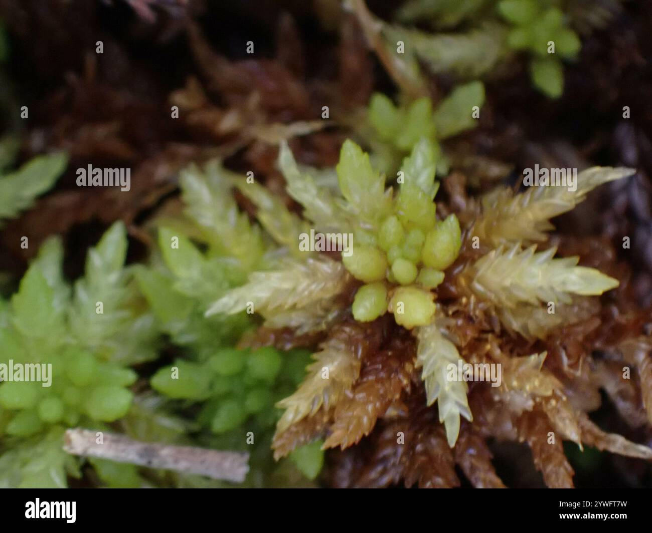 Papillose sphagnum hi-res stock photography and images - Alamy