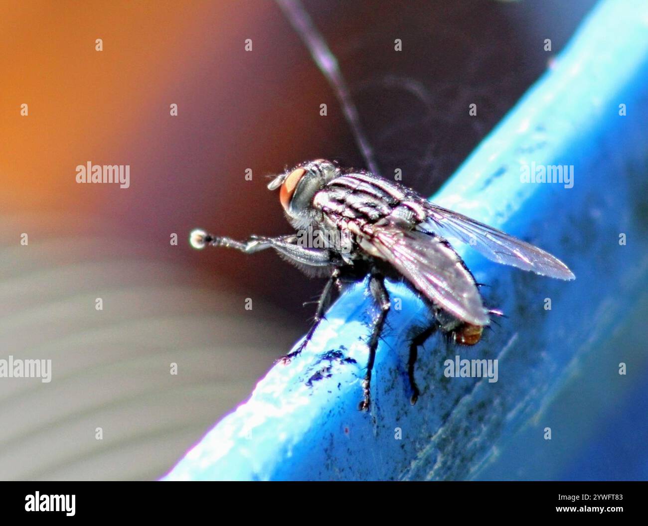 Common Flesh Flies (Sarcophaga Stock Photo - Alamy