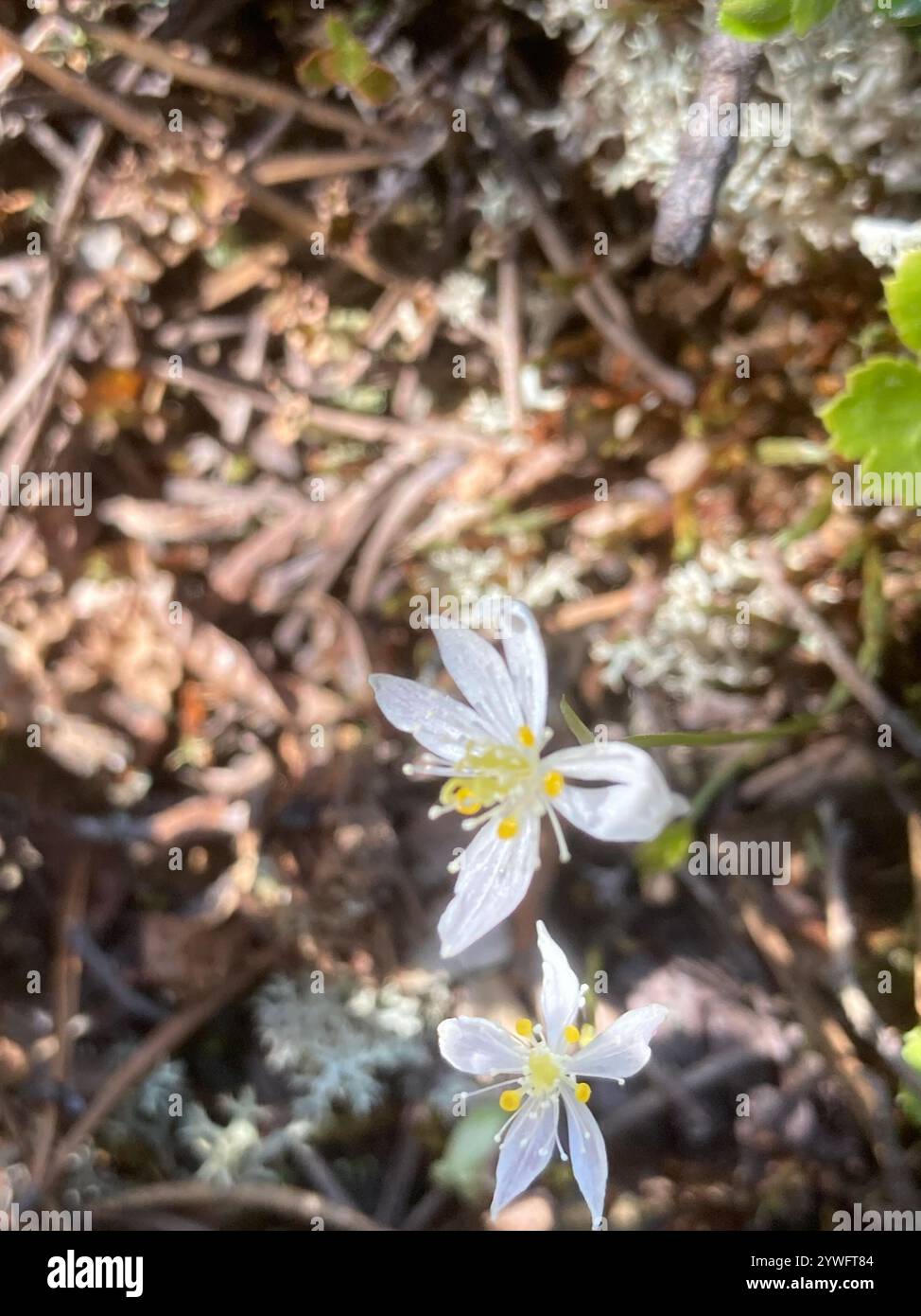 threeleaf goldthread (Coptis trifolia Stock Photo - Alamy