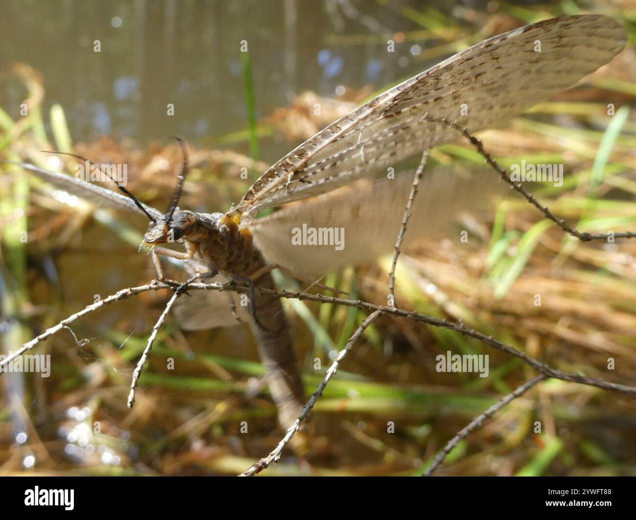 Summer fishfly hi-res stock photography and images - Alamy