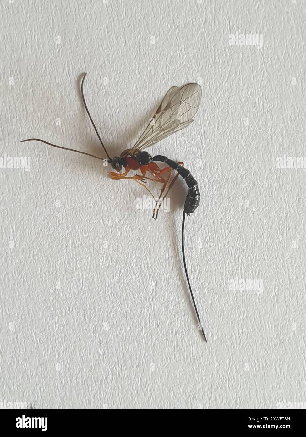 Sabre Wasp (Rhyssa persuasoria Stock Photo - Alamy