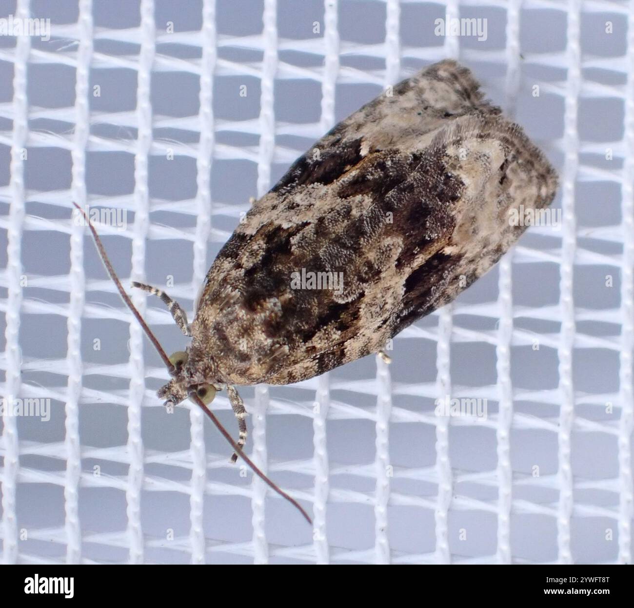 Apotomis lineana hi-res stock photography and images - Alamy