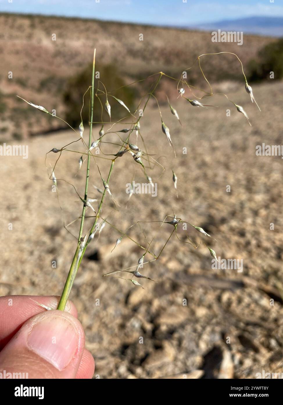 Sand Ricegrass (Eriocoma hymenoides Stock Photo - Alamy