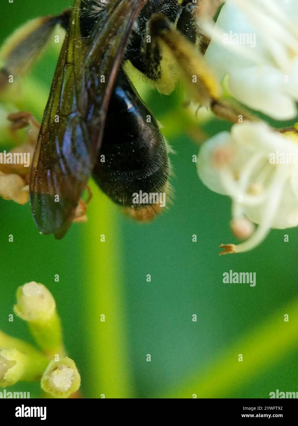 Mining Bees (Andrena Stock Photo - Alamy