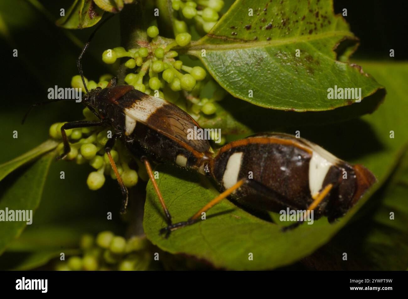 Largus balteatus hi-res stock photography and images - Alamy