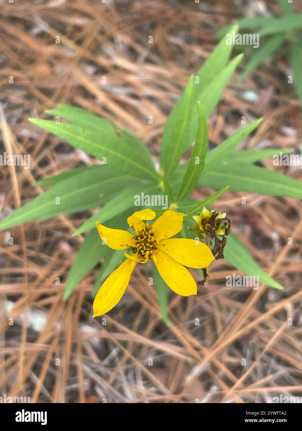 Greater Tickseed (Coreopsis major Stock Photo - Alamy