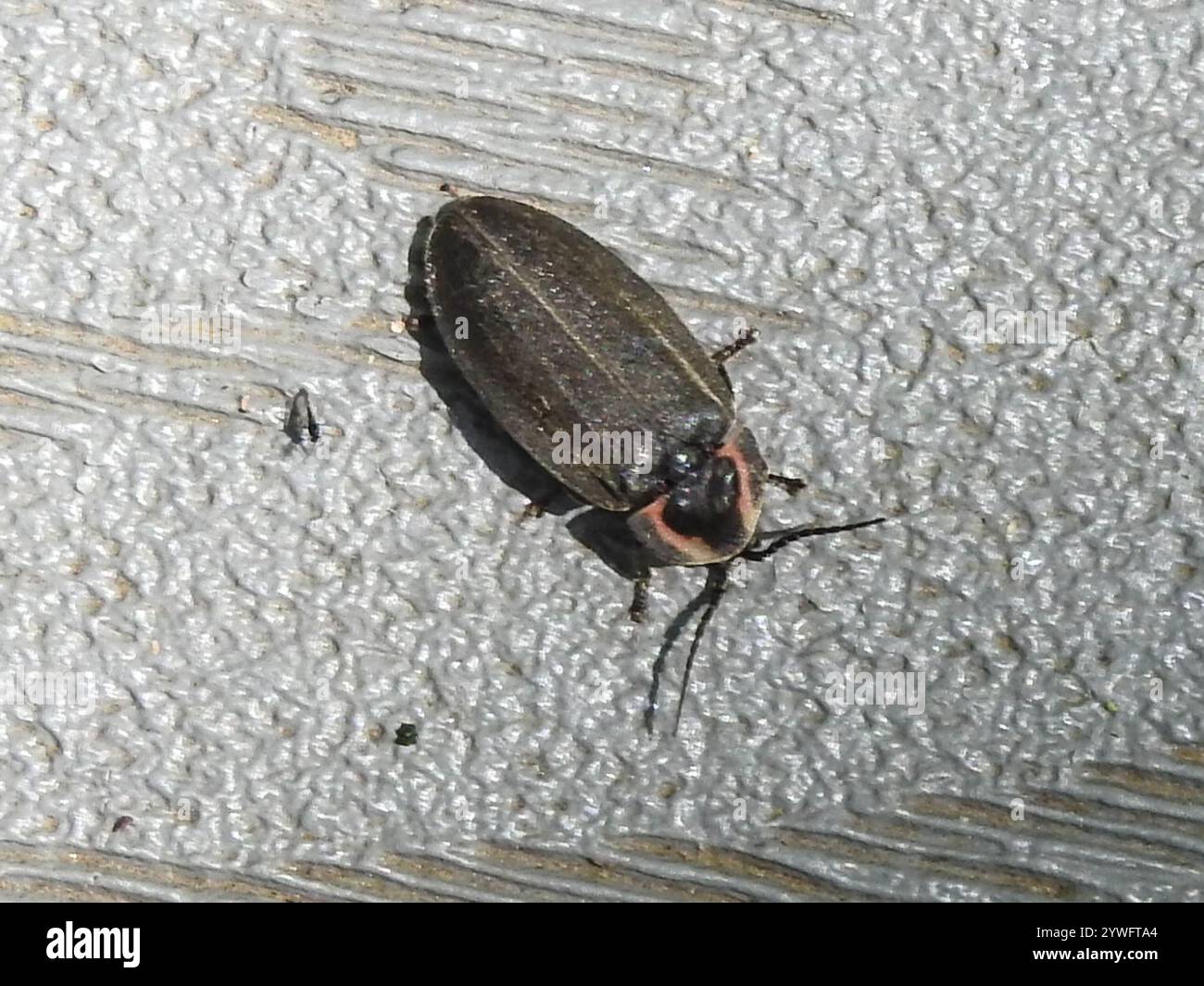 Winter Firefly (Ellychnia corrusca Stock Photo - Alamy