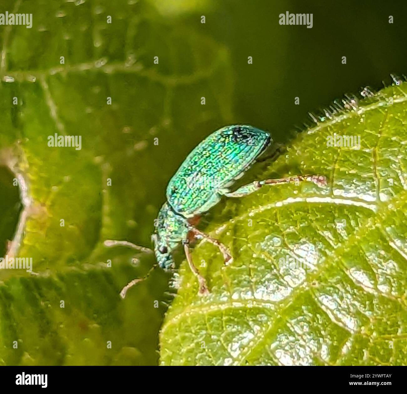 Green Immigrant Leaf Weevil (Polydrusus formosus Stock Photo - Alamy