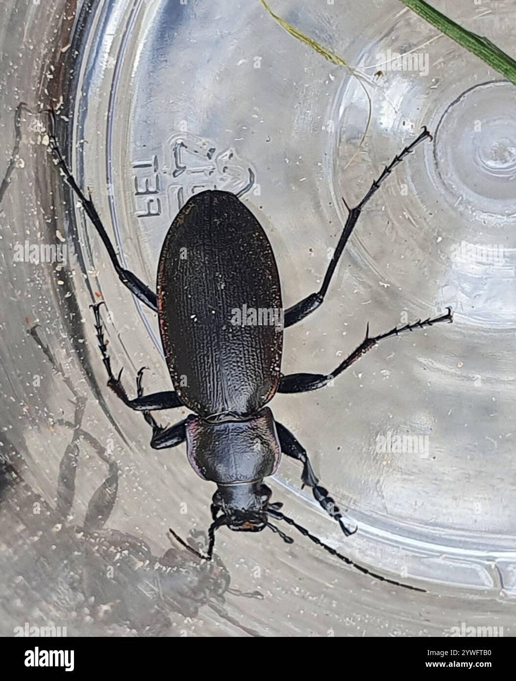 Violet ground beetle (Carabus violaceus Stock Photo - Alamy