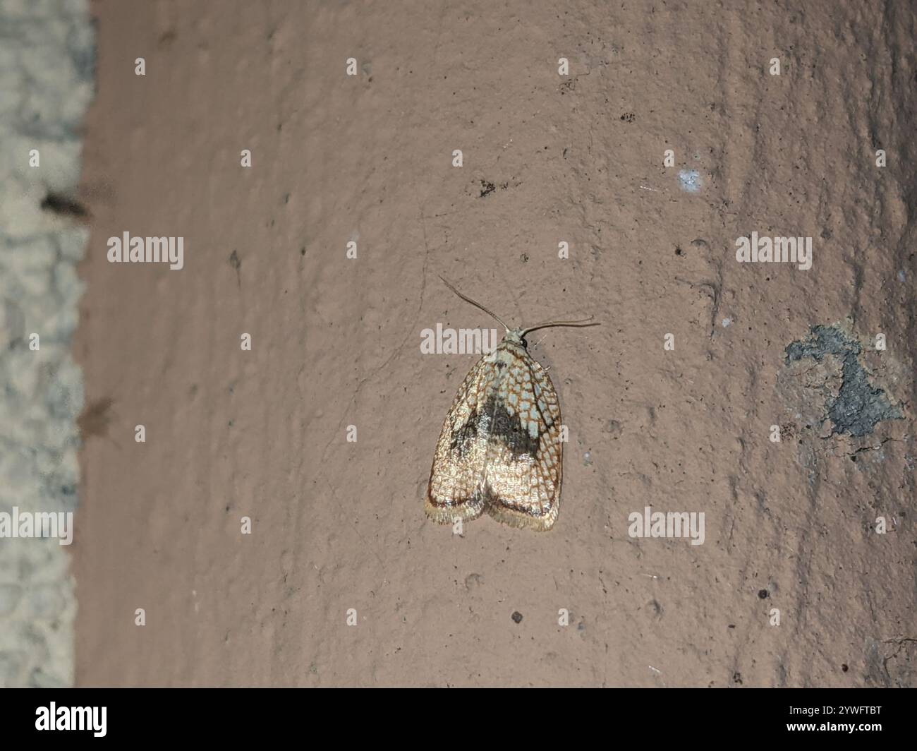 Leaftier moth hi-res stock photography and images - Alamy