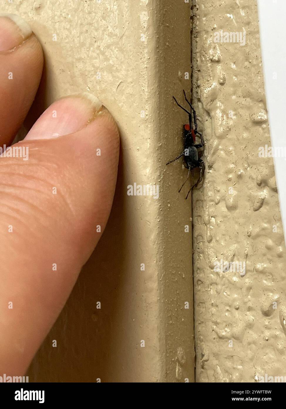 Red-spotted Ant-mimic Sac Spider (Castianeira descripta Stock Photo - Alamy