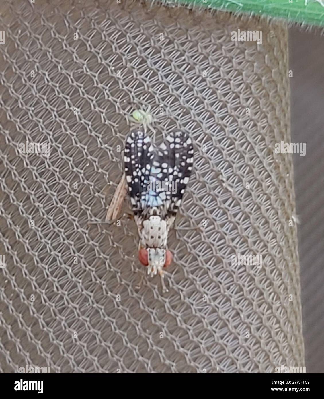 Spotted Marsh Fly (Trypetoptera punctulata Stock Photo - Alamy