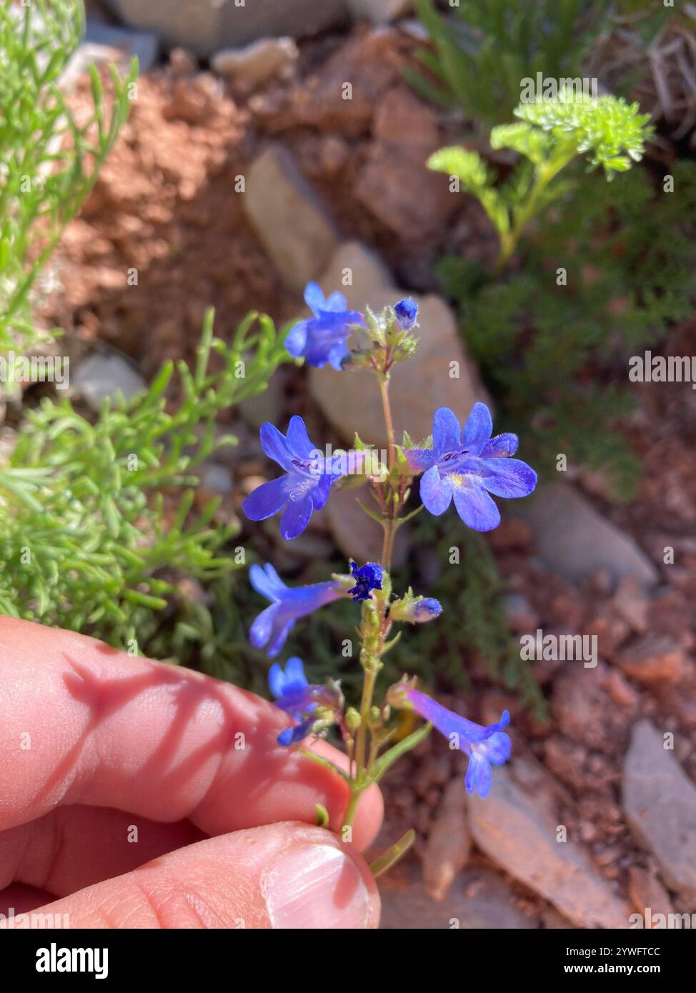 Low Beardtongue (Penstemon humilis Stock Photo - Alamy