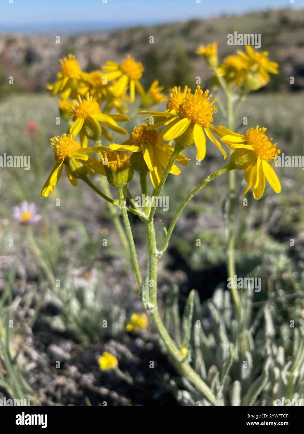 woolly groundsel (Packera cana Stock Photo - Alamy