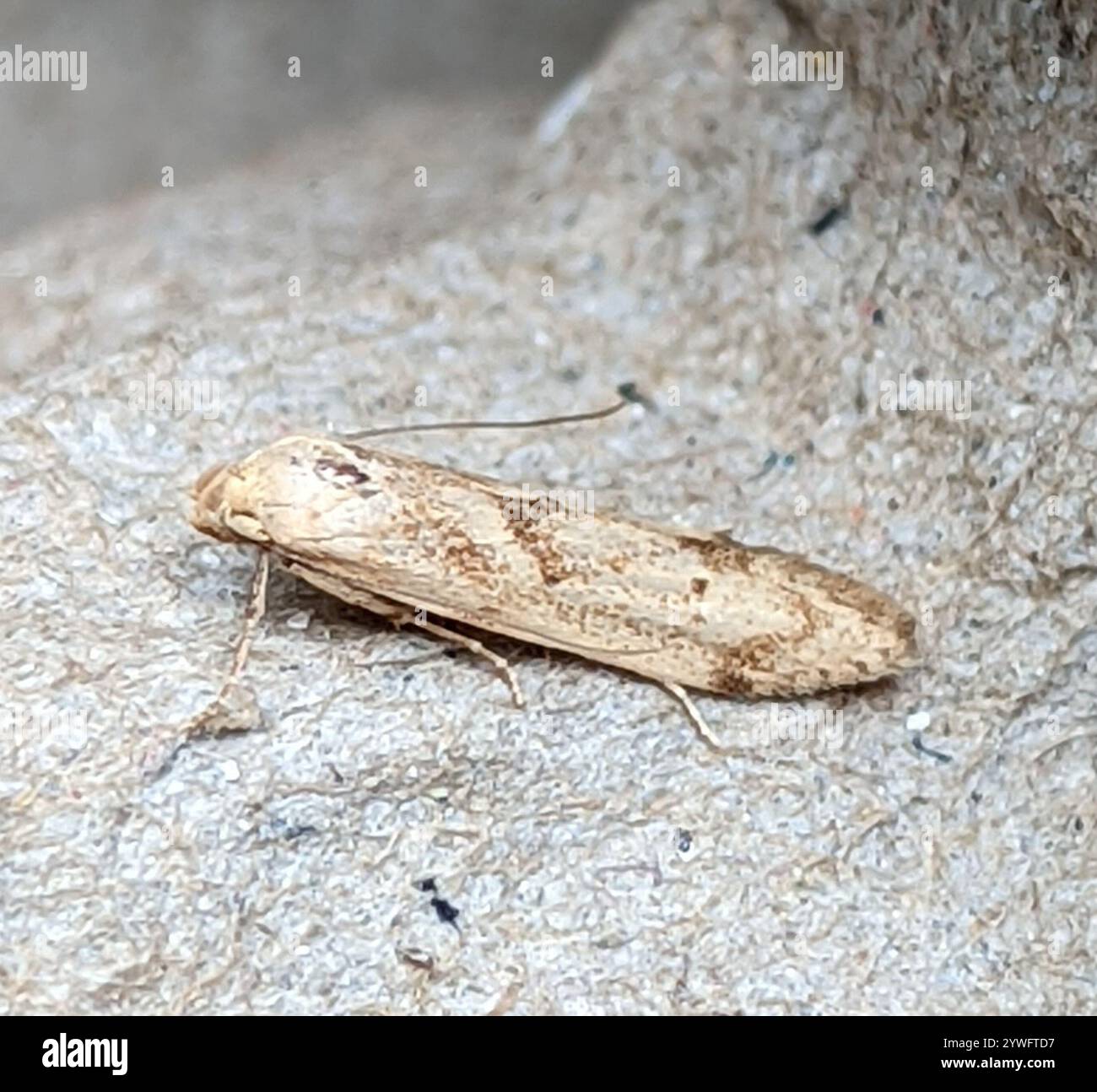 Dingy Dowd (Blastobasis adustella Stock Photo - Alamy