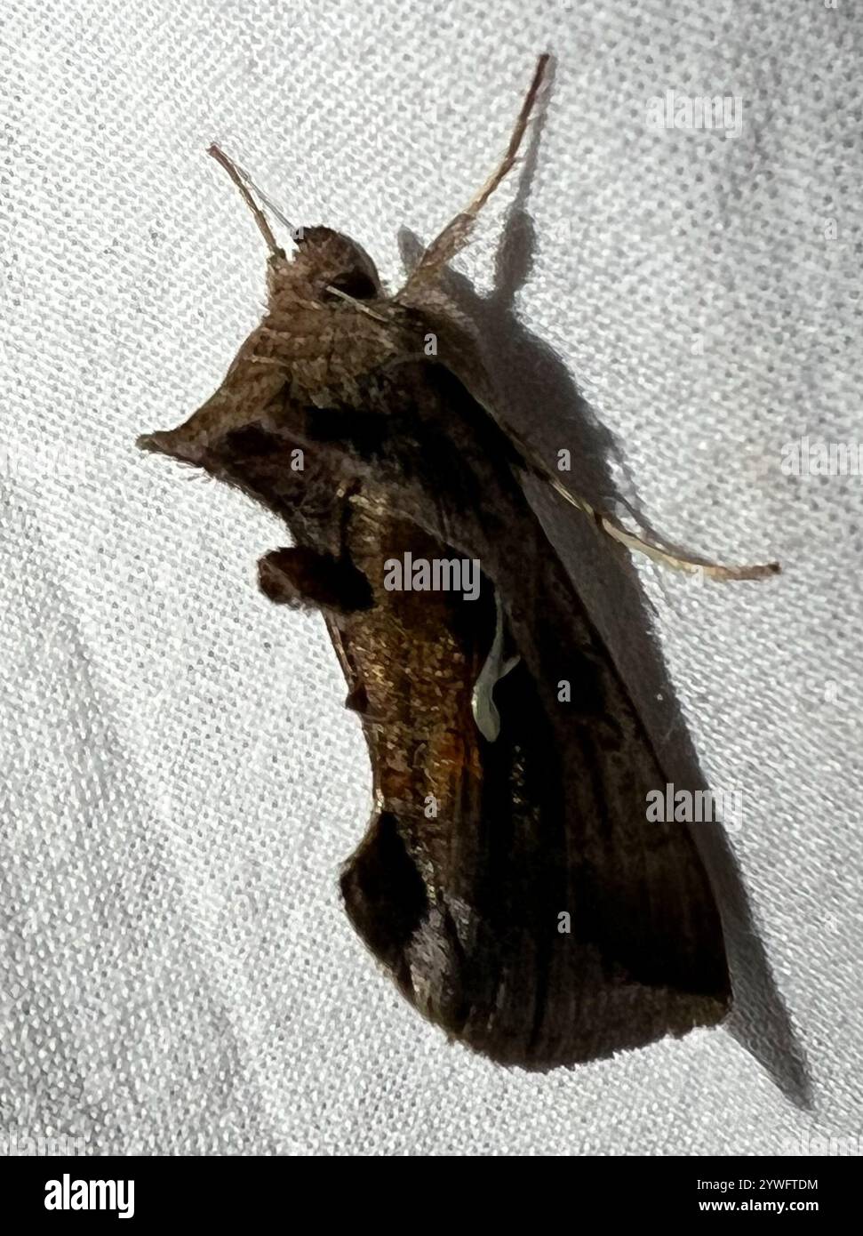 Celery Looper Moth (Anagrapha falcifera Stock Photo - Alamy