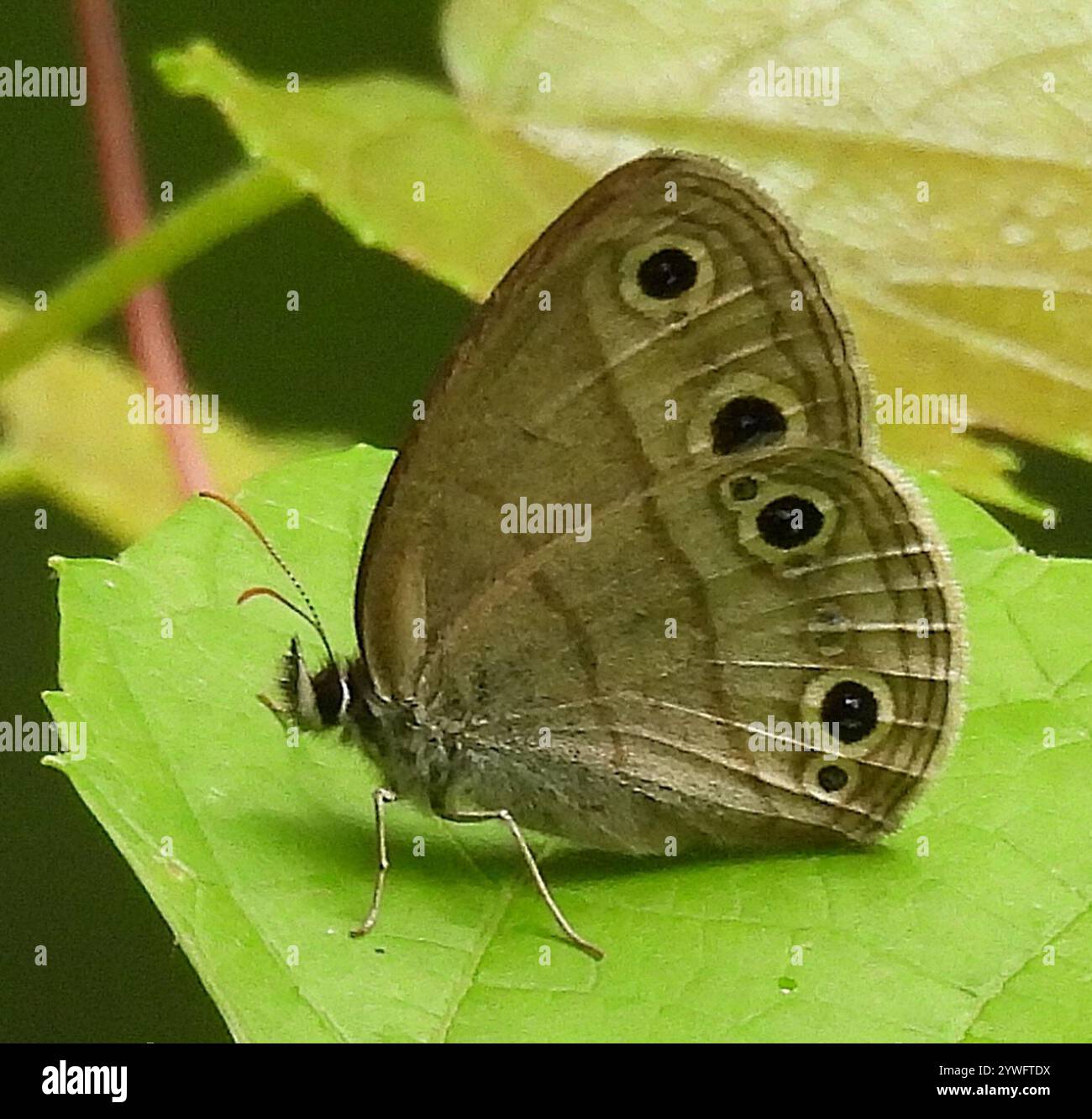 Little Wood Satyr (Megisto cymela Stock Photo - Alamy