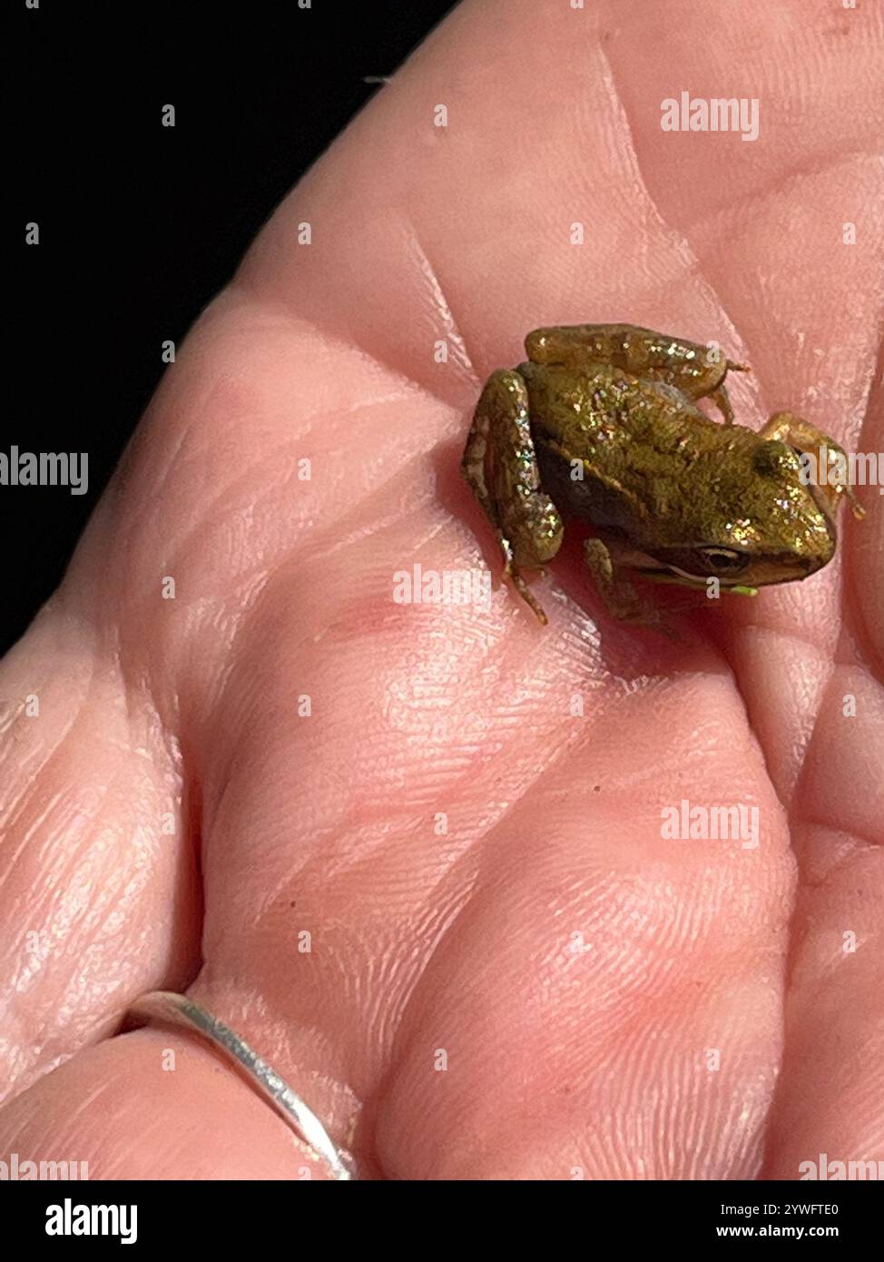 Wood Frog (Lithobates sylvaticus Stock Photo - Alamy