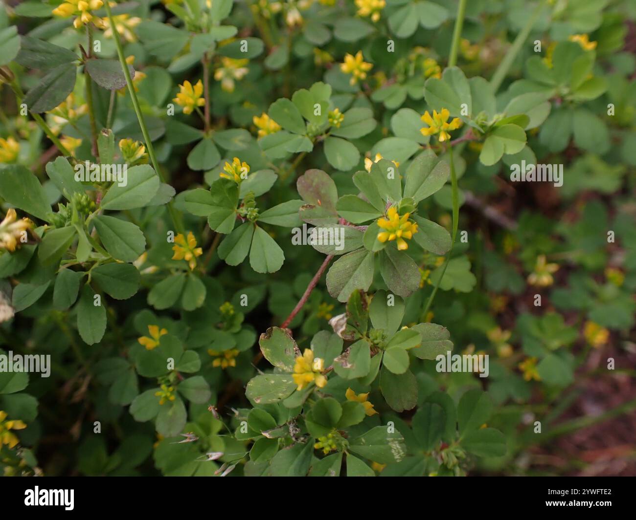 Lesser hop trefoil hi-res stock photography and images - Alamy